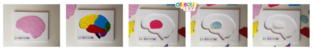 Le cerveau : activités et supports gratuits